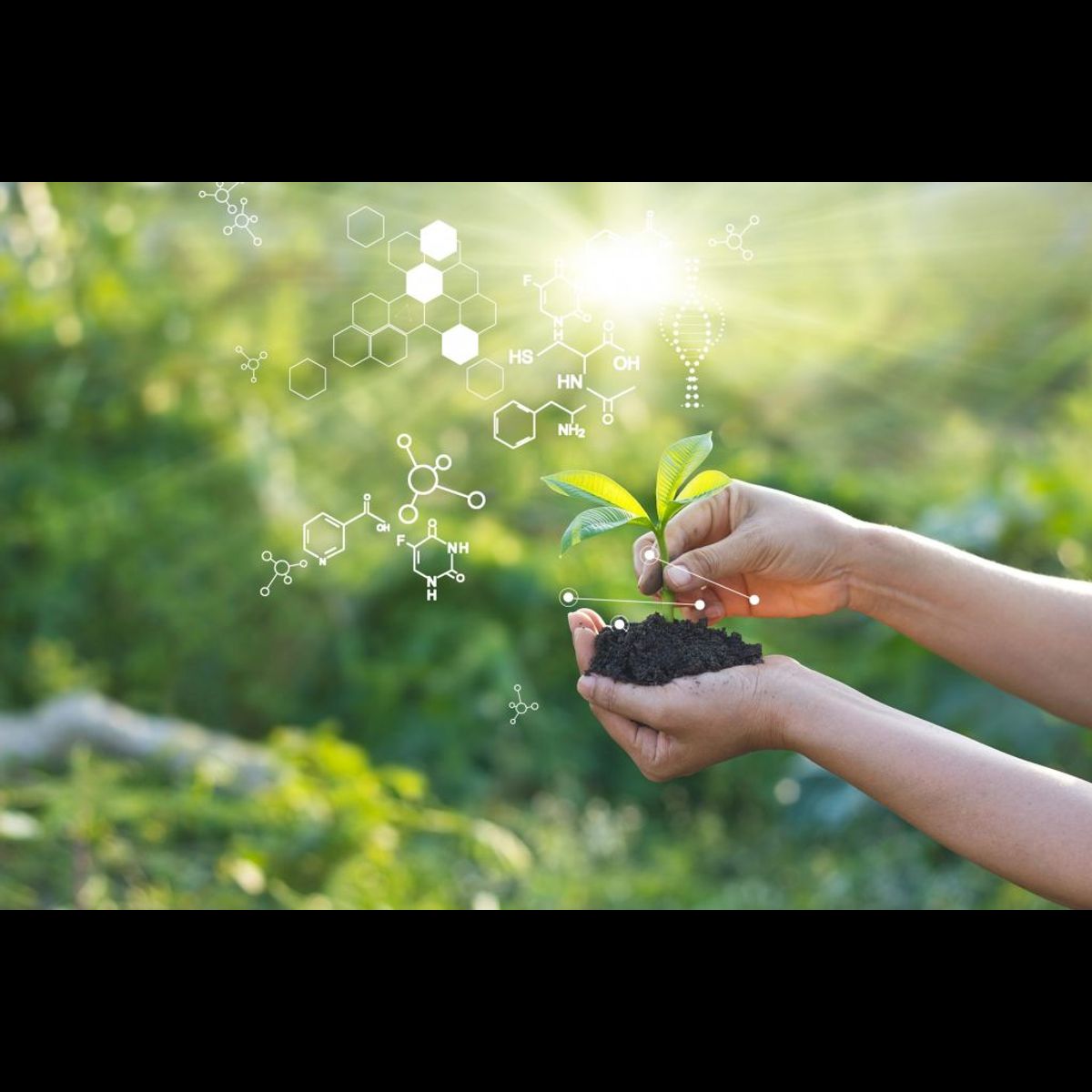 Biostimulants in Agriculture