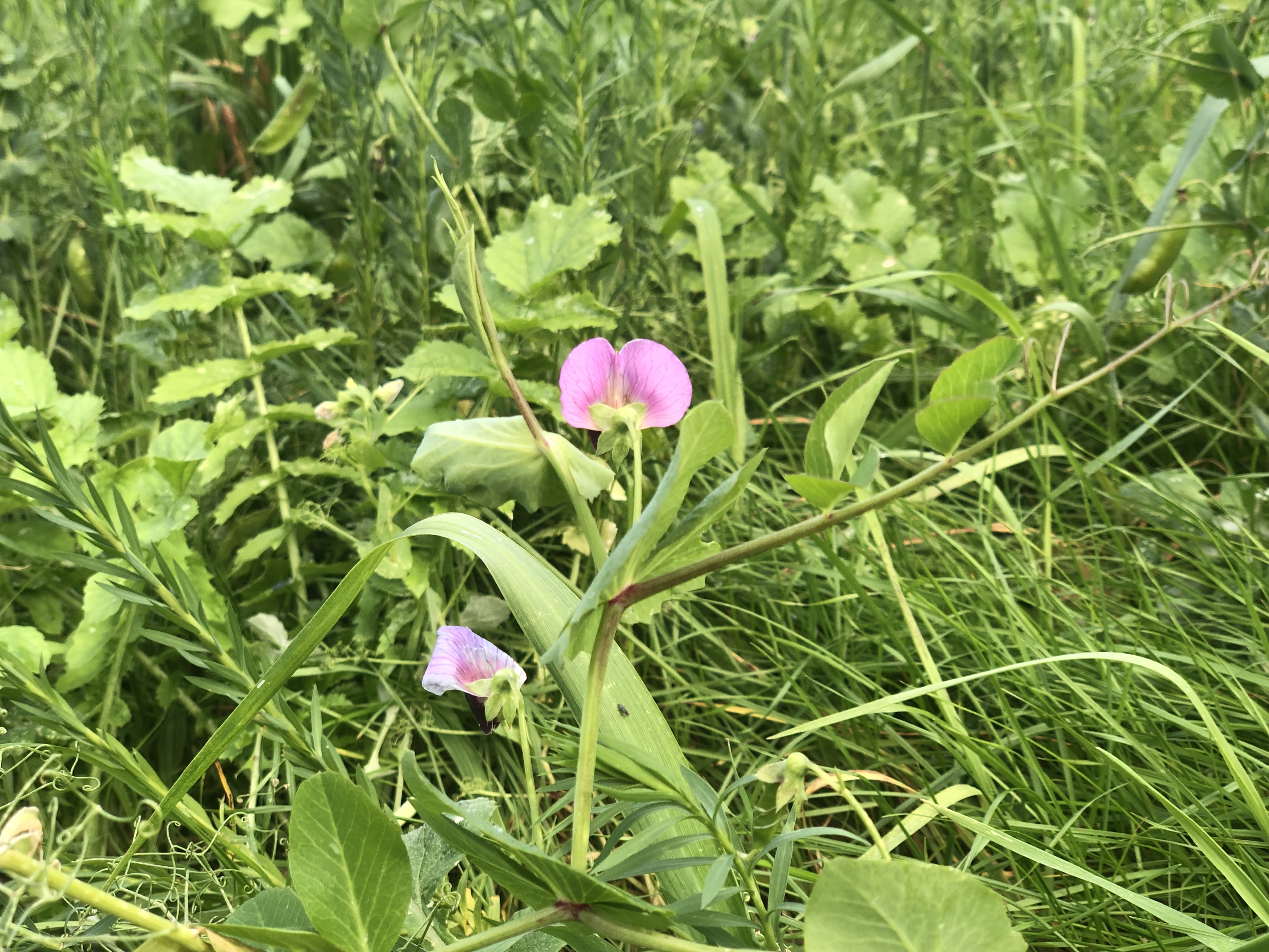 Case Study: Fresh Tracks Farm