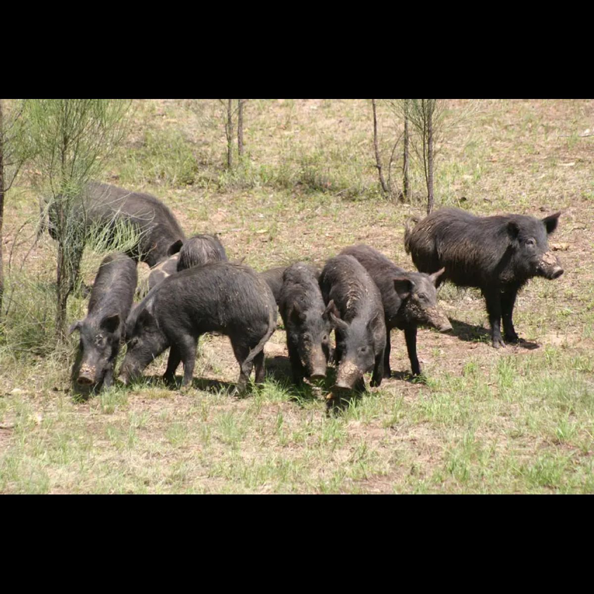 Guide to Managing Feral Pigs