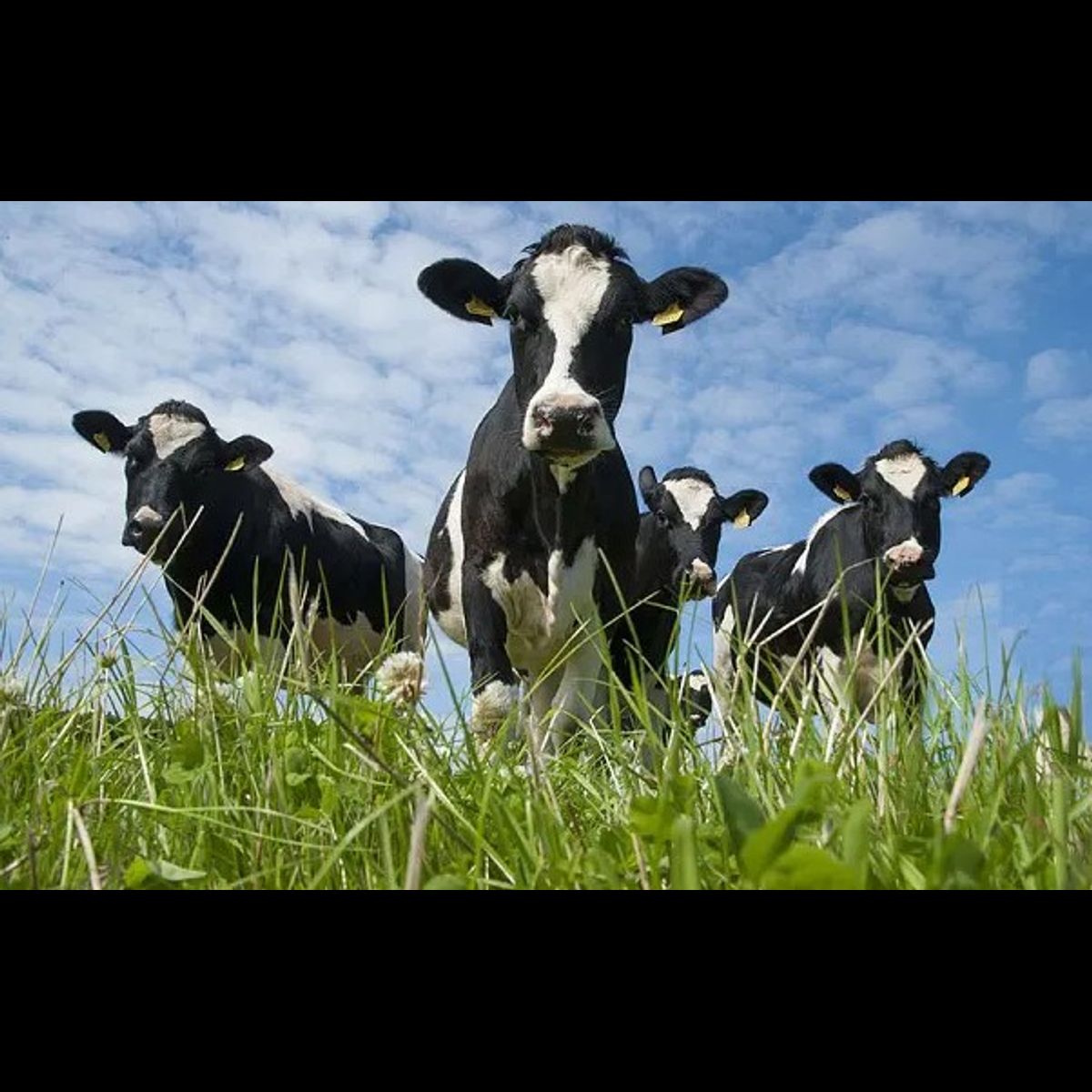 Managing Grazing