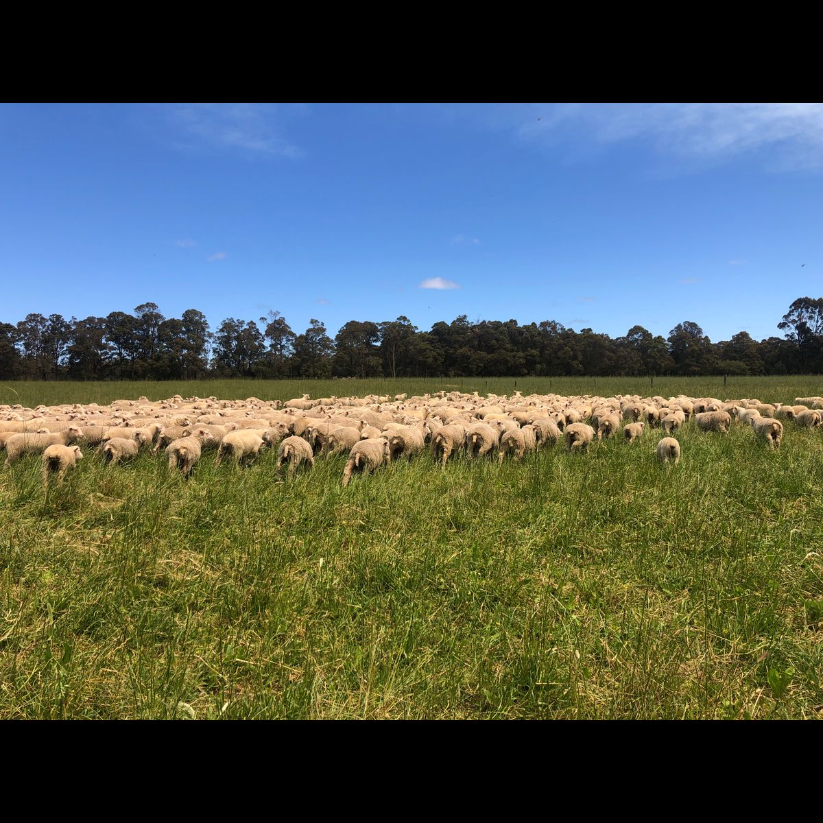 Regenerative Grazing: 3 Different Approaches
